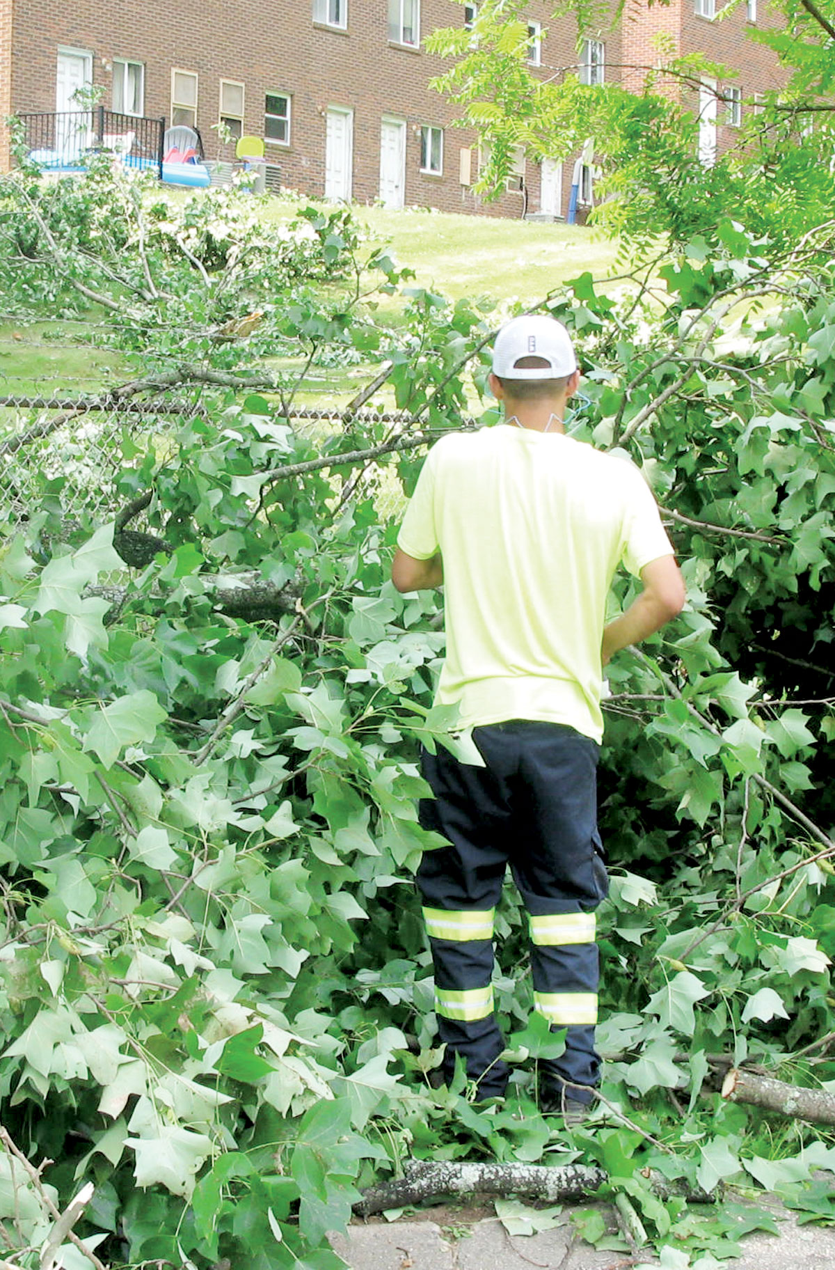 07-26-23-Trees-3-tle | News, Sports, Jobs - News and Sentinel